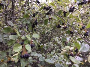 Kristine Backes Consecrate your life at the Virgo New Moon